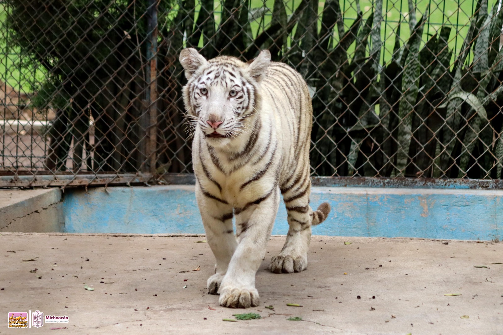 Parque Zoológico Benito Juárez | Cría de tigre de bengala, la nueva ...
